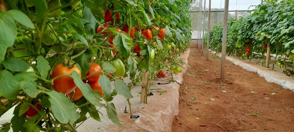 IPTA lanza variedades paraguayas de tomates con alto rendimiento y ...
